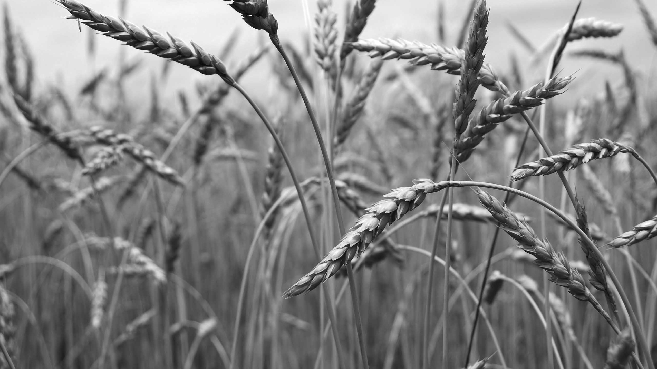 Commercial Hedgers | Futures Brokers | R.J. O'Brien & Associates LLC